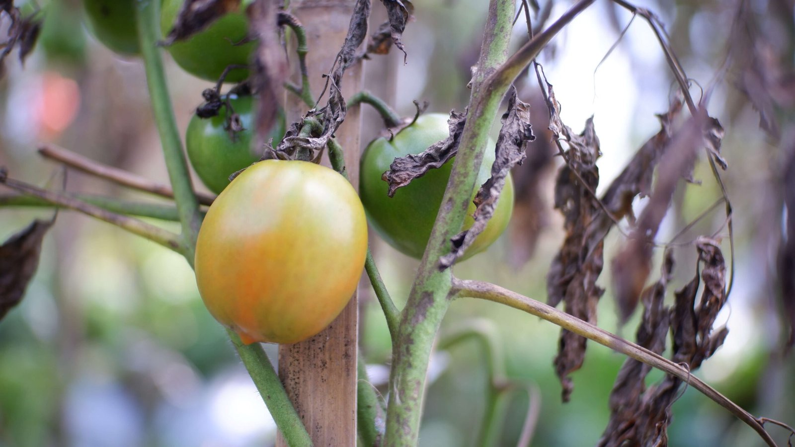 Pavojus: kodėl gelsta pomidorų lapai ir kaip padėti natūraliai ...