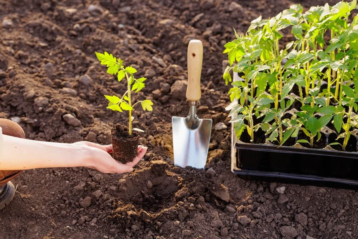 Geriausios pomidorų veislės sodinukams – ūkininkų pasirinkimas ...