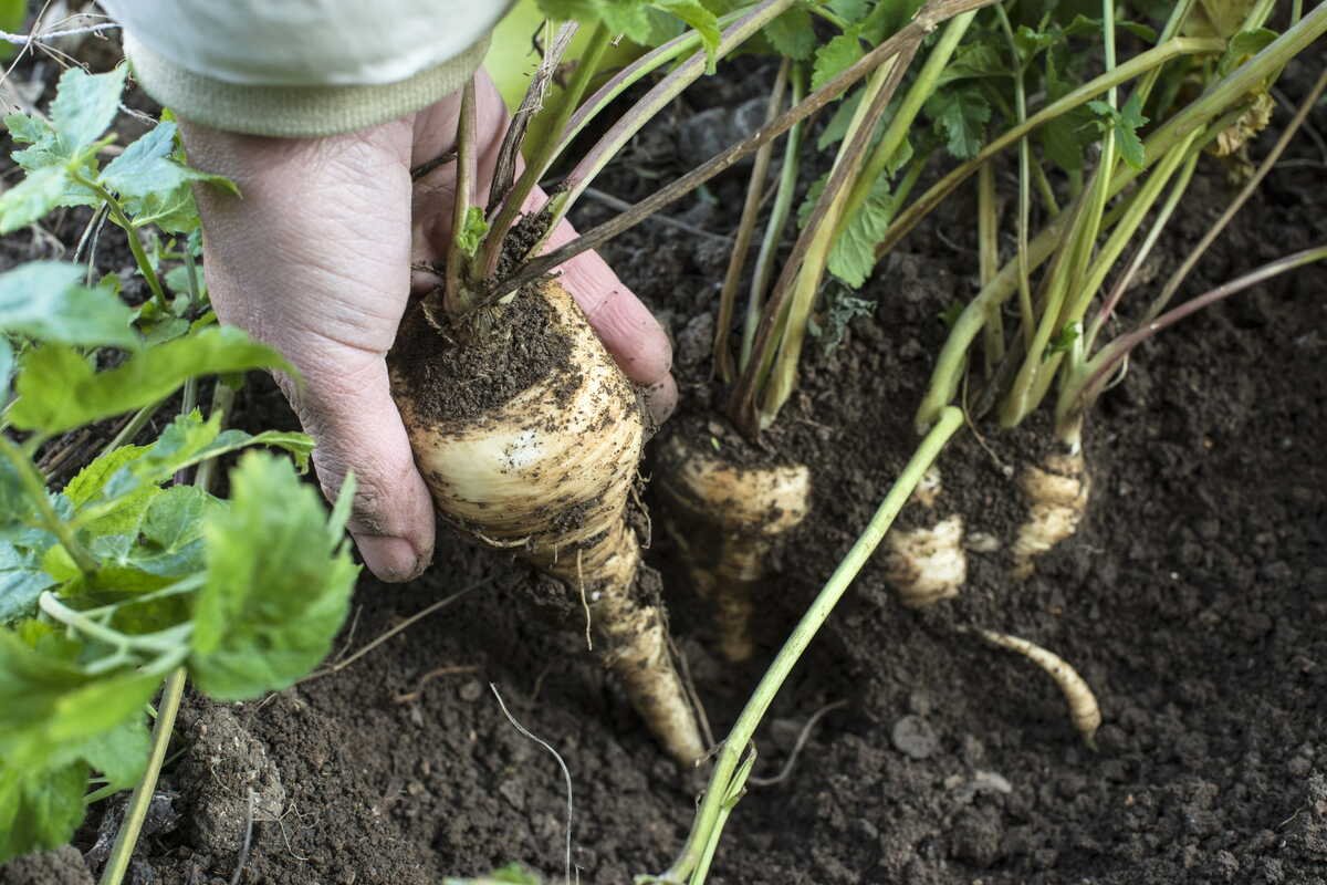 Pirmasis derlius kovo mėnesį: daržovė, kurią pavasarį kasti geriau nei ...